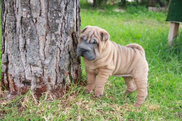 Το προφίλ των Shar Pei | Dogpark.gr