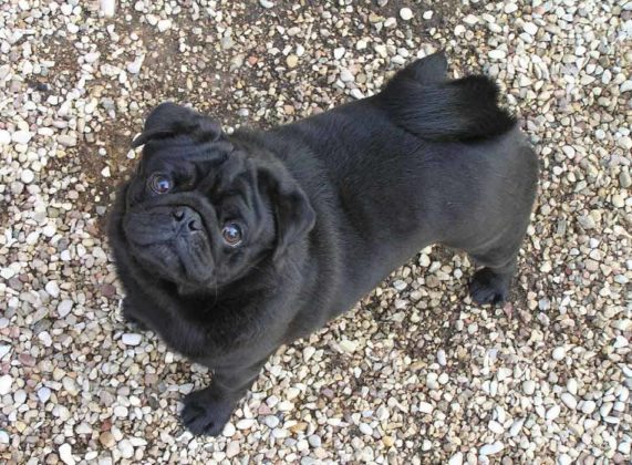 Το προφίλ των Pug | Dogpark.gr