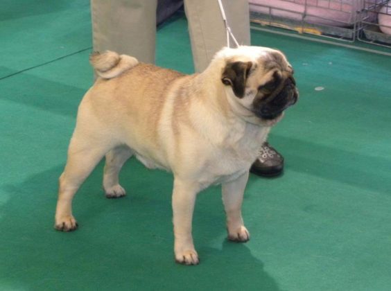 Το προφίλ των Pug | Dogpark.gr